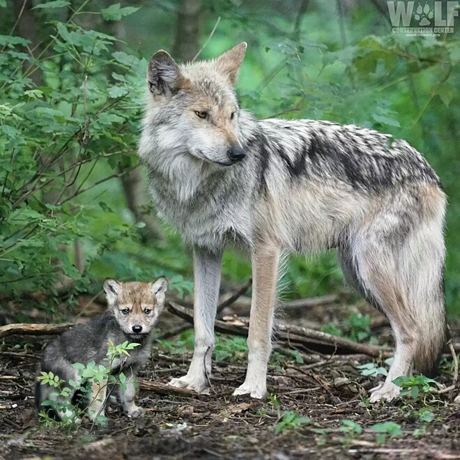 Câmera escondida flagra cena adorável de mãe lobo abraçando filhote ...