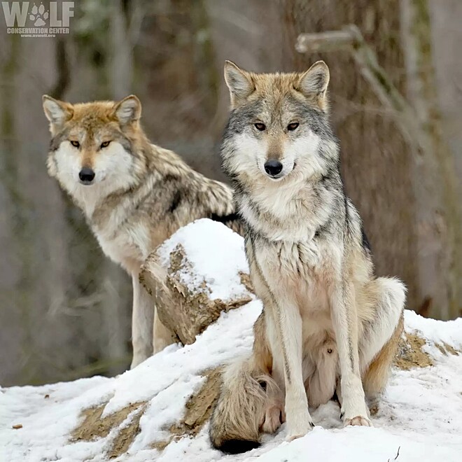 Câmera escondida flagra cena adorável de mãe lobo abraçando filhote ...