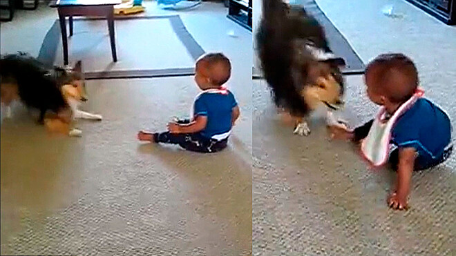 Bombando: Cachorro ativa 'modo turbo' e faz bebê dar a risada mais gostosa; vídeo