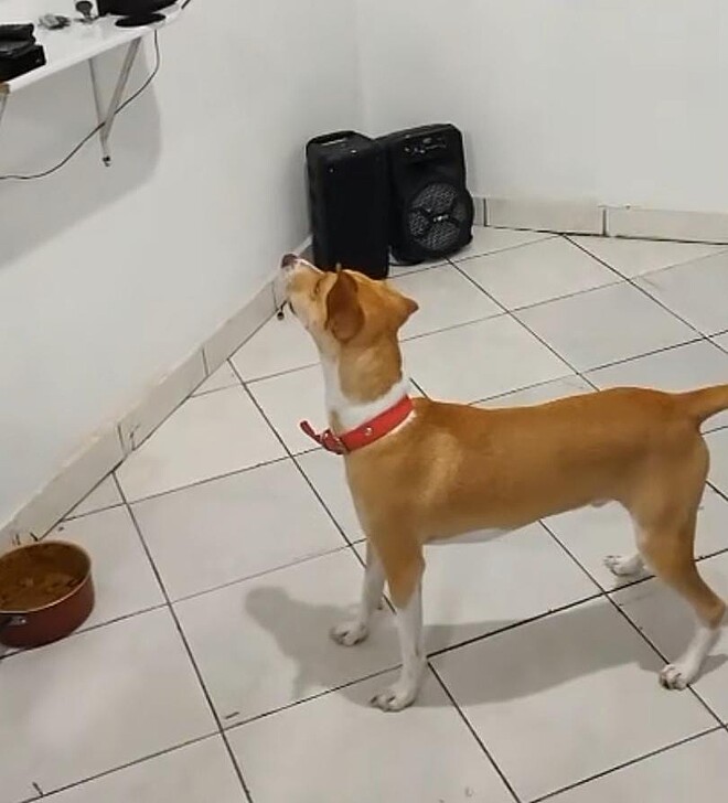 Cachorro assiste ao telejornal e late para mostrar quem é o bandido; vídeo