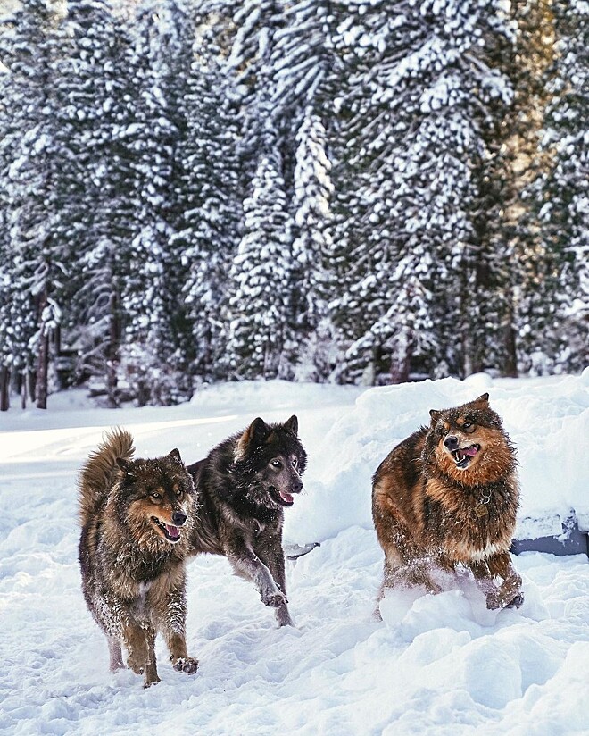 Família encanta a internet ao compartilhar dia a dia com seus lobos ...