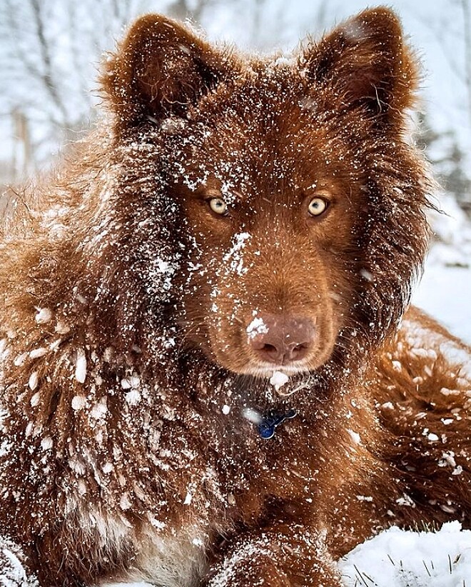 Família encanta a internet ao compartilhar dia a dia com seus lobos ...