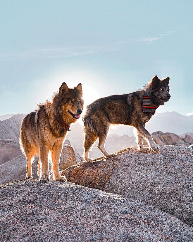 Família encanta a internet ao compartilhar dia a dia com seus lobos ...