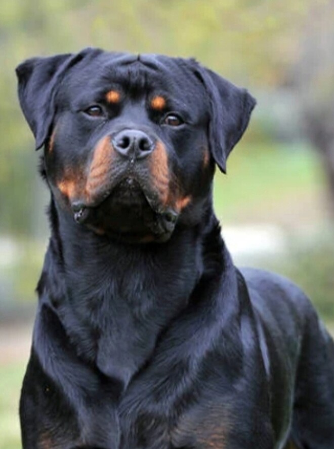 Golden Rottie ou Rottriever? Veja como é a mistura de um cão golden ...