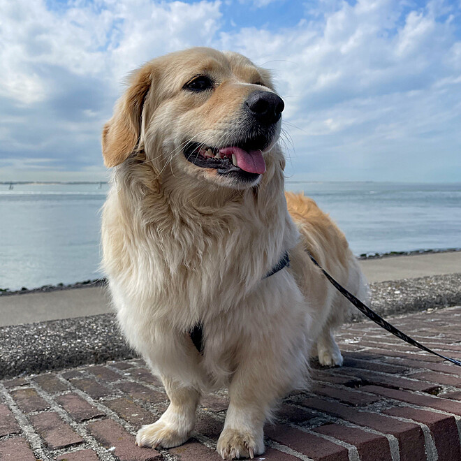 Conheça o cão golden dox, uma mistura das raças golden retriever e daschund
