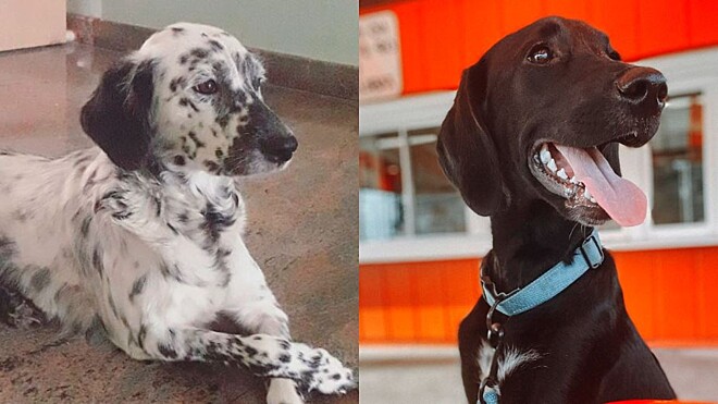 Goldmation, você conhece essa raça canina que mistura Dálmatas com ...