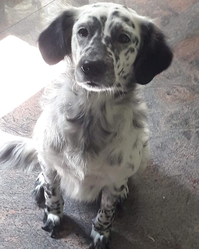 Goldmation, você conhece essa raça canina que mistura Dálmatas com ...