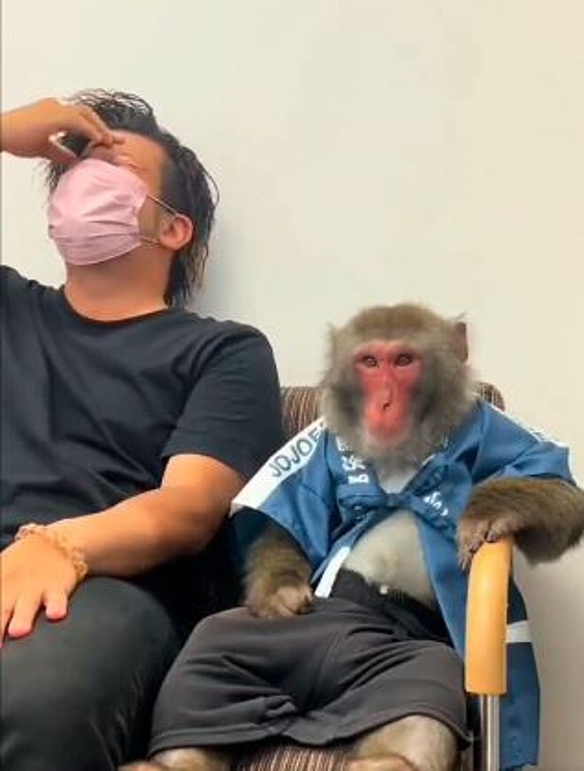 Macaco mostra sua empatia ao consolar homem que chorava e vídeo viraliza