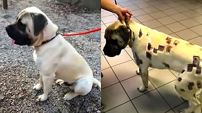 Mulher Estranha Ver Seu Cachorro Com Buracos E Fica Arrasada Com