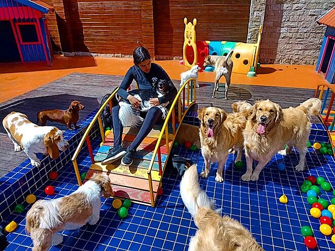 Alerta de fofura: Cães usam toga e chapéu para se 'formarem' em creche ...