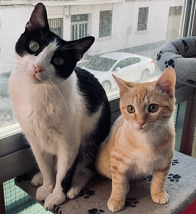Gato amputado ganha nova família e se torna inseparável do 'irmão' mais ...