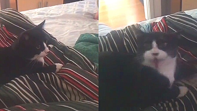 Gato late após aprender convivendo com cadela e vídeo viraliza nas ...