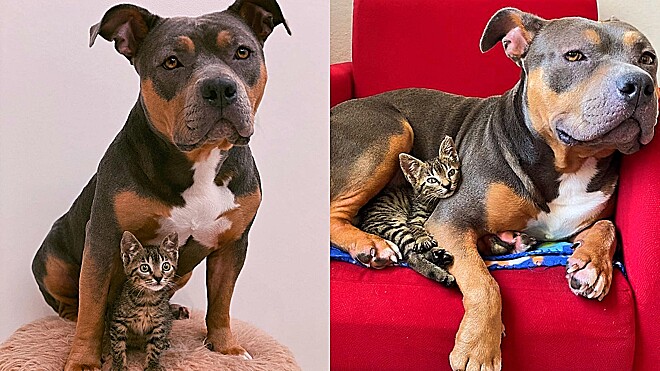 Gata 'jaguatirica paraguaia' é adotada e cadela pit bull tem a reação ...
