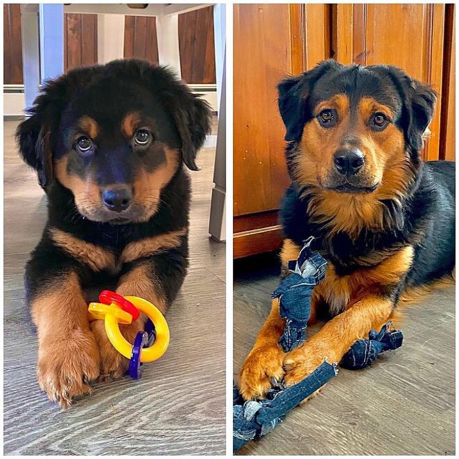 Conheça a mistura do golden retriever com rottweiler: Golden Rottie ou ...