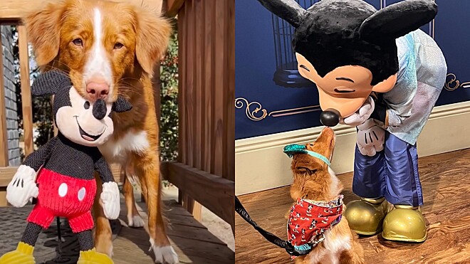 Cadela apaixonada pelo Mickey Mouse realiza sonho de conhecê-lo na Disney