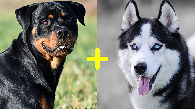 Veja como é o rottsky, o cão mistura de rottweiler com husky siberiano