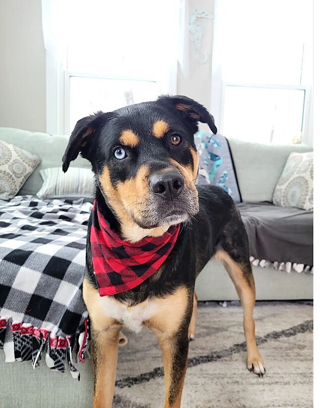 Veja como é o rottsky, o cão mistura de rottweiler com husky siberiano