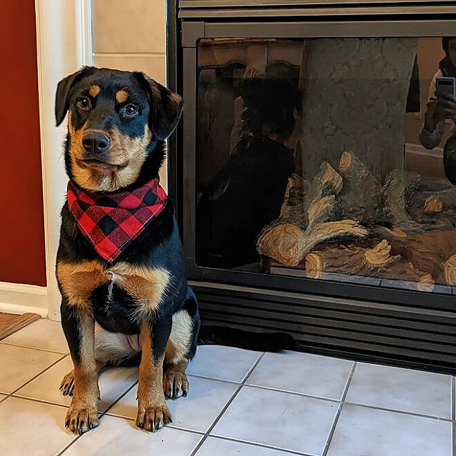 Veja como é o rottsky, o cão mistura de rottweiler com husky siberiano
