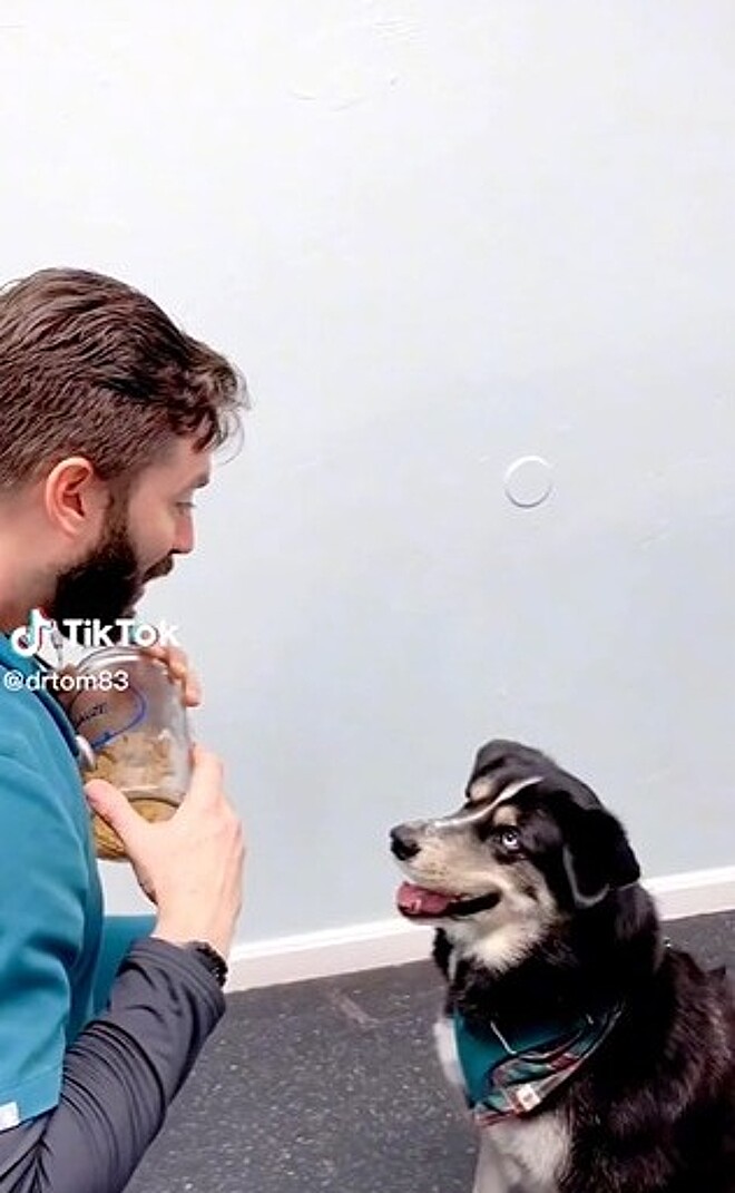 Conheça Thomas Hamilton, veterinário que encanta web ao mostrar como ...