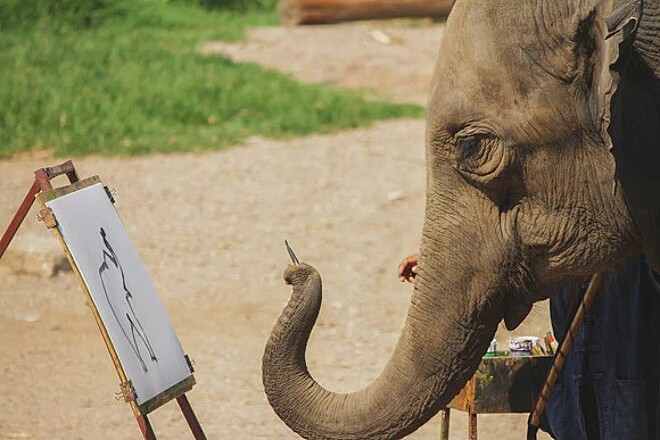 Em vídeo incrível, elefante pinta autorretrato e resultado fica ...