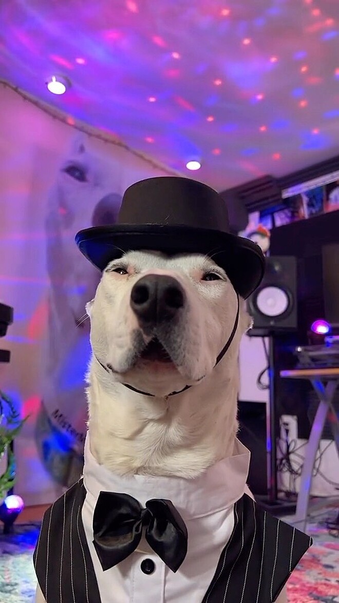 Conheça Mister Mainer, o famoso mix de bull terrier que cria dancinhas ...