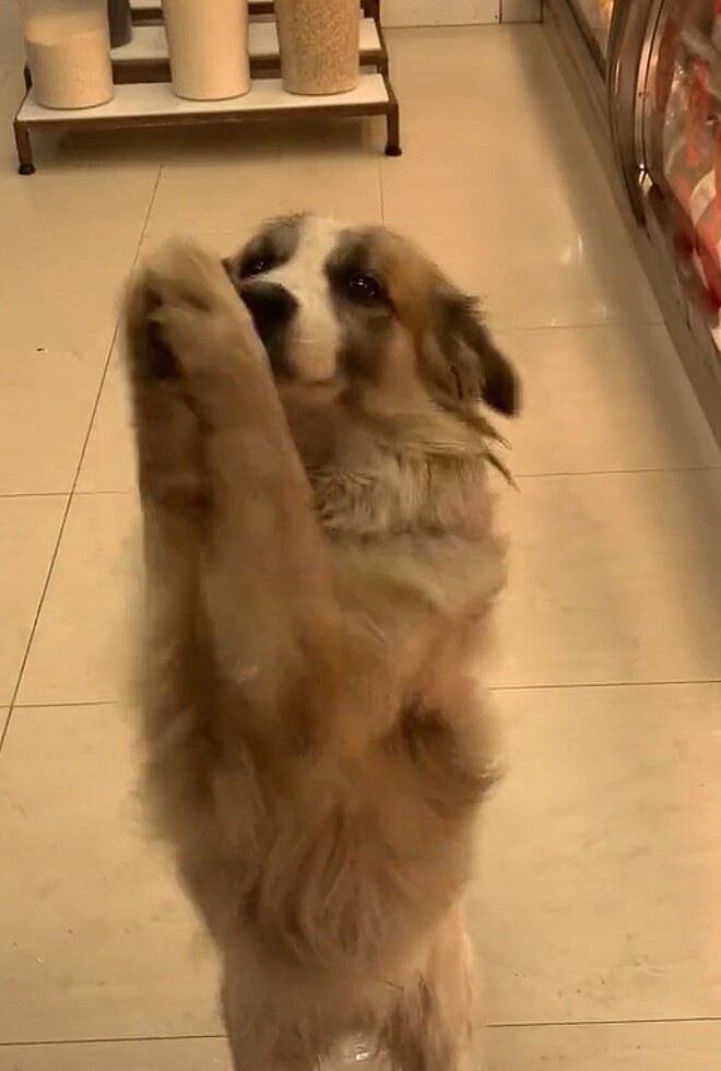 Cão pede 'por favor' para que lhe deem pedaço de carne em açougue e ...