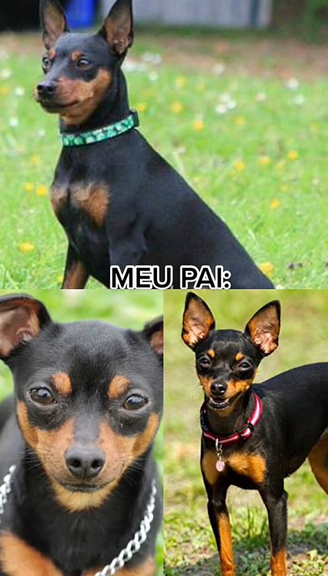 Médica veterinária mostra como é um filhote de cachorro mistura entre ...