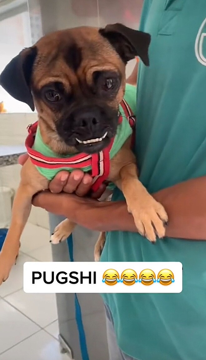 Médica veterinária mostra como é um filhote de cachorro mistura entre ...