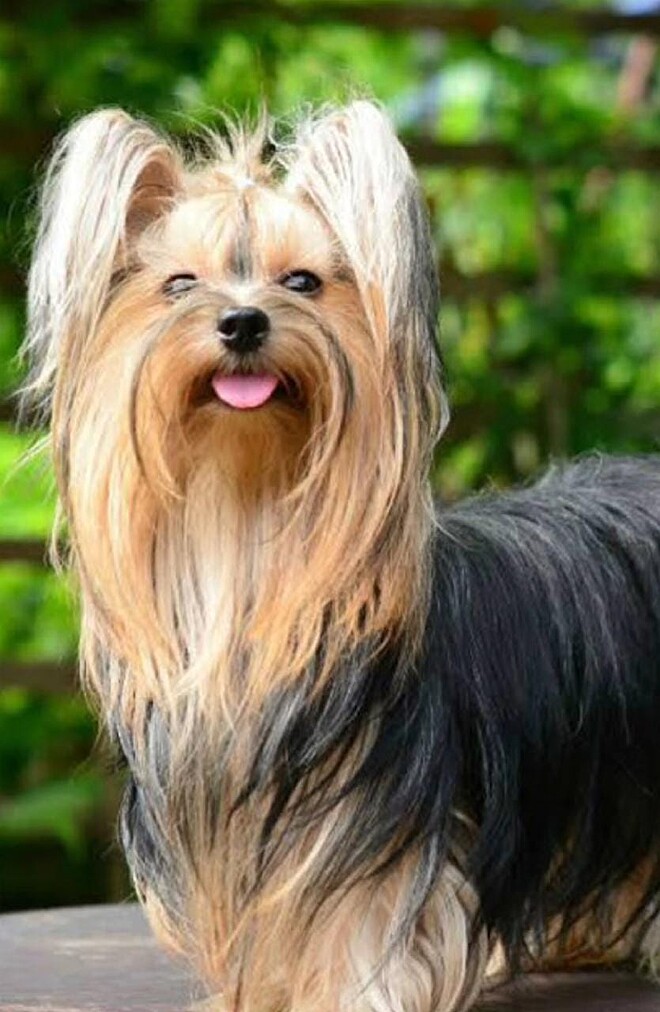 Como é um cachorro mistura de yorkshire com pug? Internauta mostra seu ...