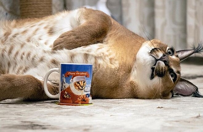 Conheça Big Floppa, um 'gato gigante' que ficou popular nas redes sociais