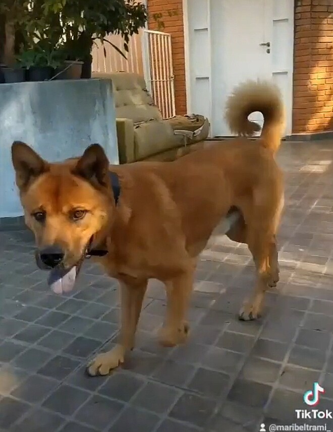 Conheça como ficou o filhote mistura de chow-chow com pastor alemão