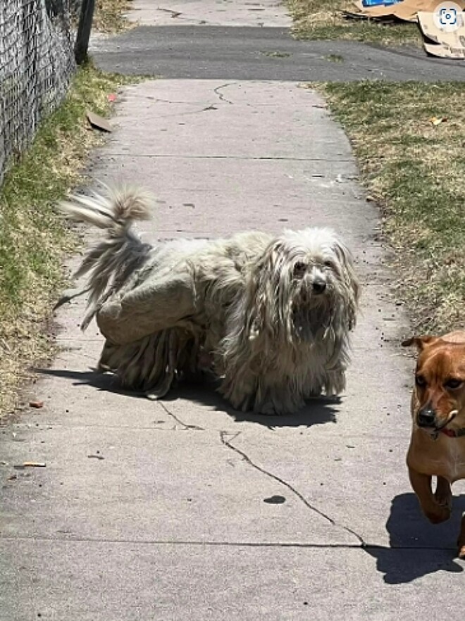 Cachorro fica irreconhecível após ser tosado e perder 2 kg de pelos ...