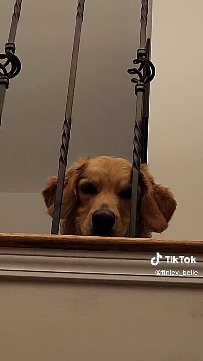 Golden retriever recria cena de Rei Leão e joga sua girafinha do 'penhasco'