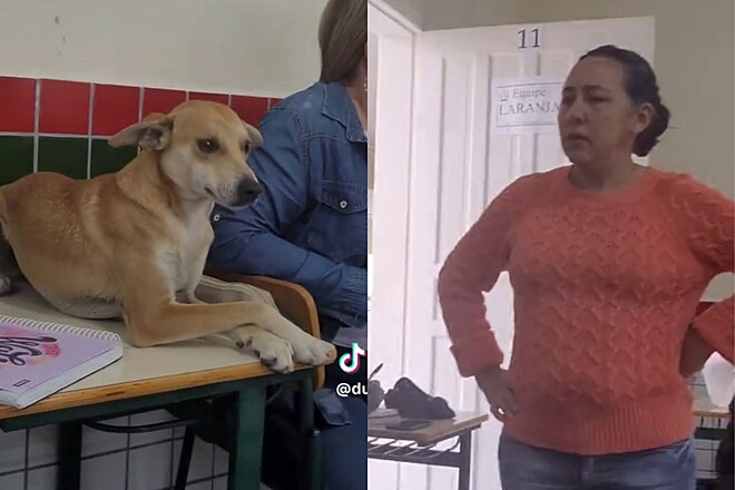 Cão vira-lata caramelo faz cara de sonso após professora o pegar em ...