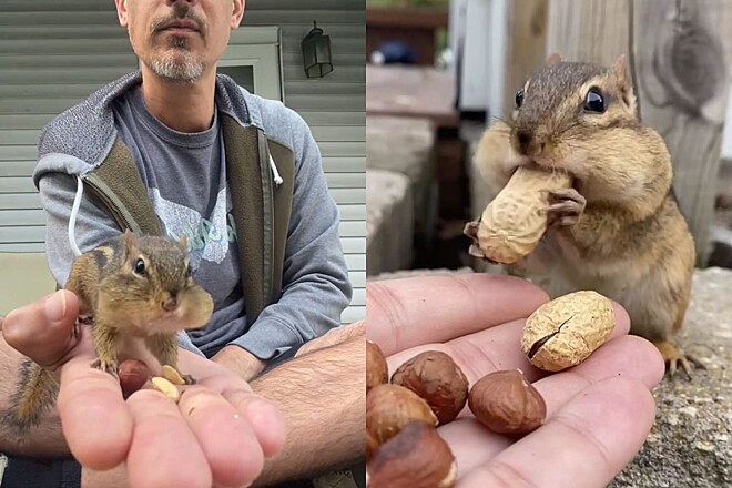 Esquilo traz 'pagamento' inusitado para homem que lhe ofereceu nozes