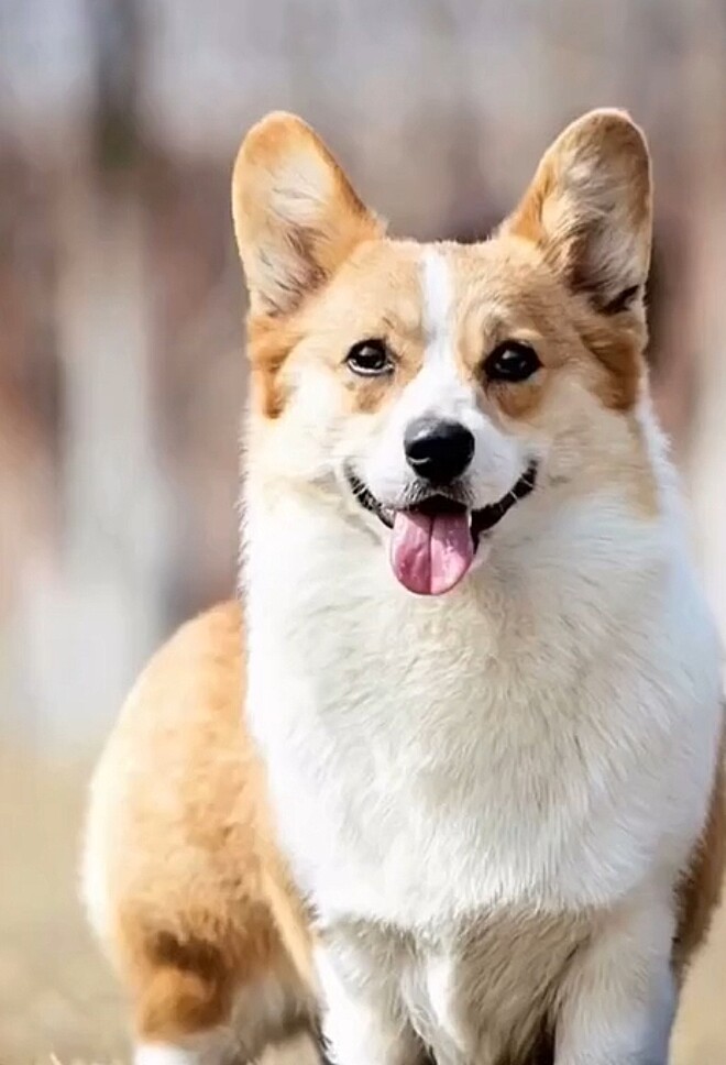 Conheça Toby, mistura das raças golden retriever e corgi