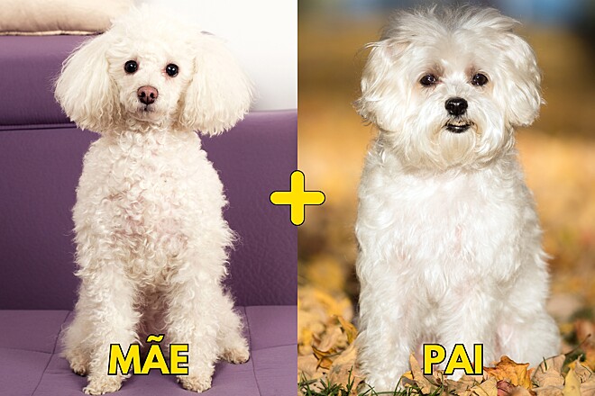 Conheça Dudu, um cãozinho mistura entre as raças maltês e poodle