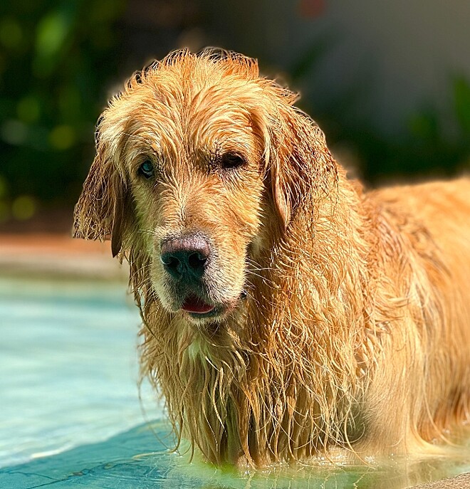 Conheça Alfredinho, o golden reriever que ficou famoso por arrotar