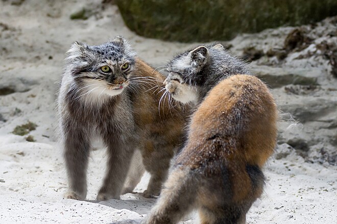 Gato de pallas: Posso ter como animal de estimação?