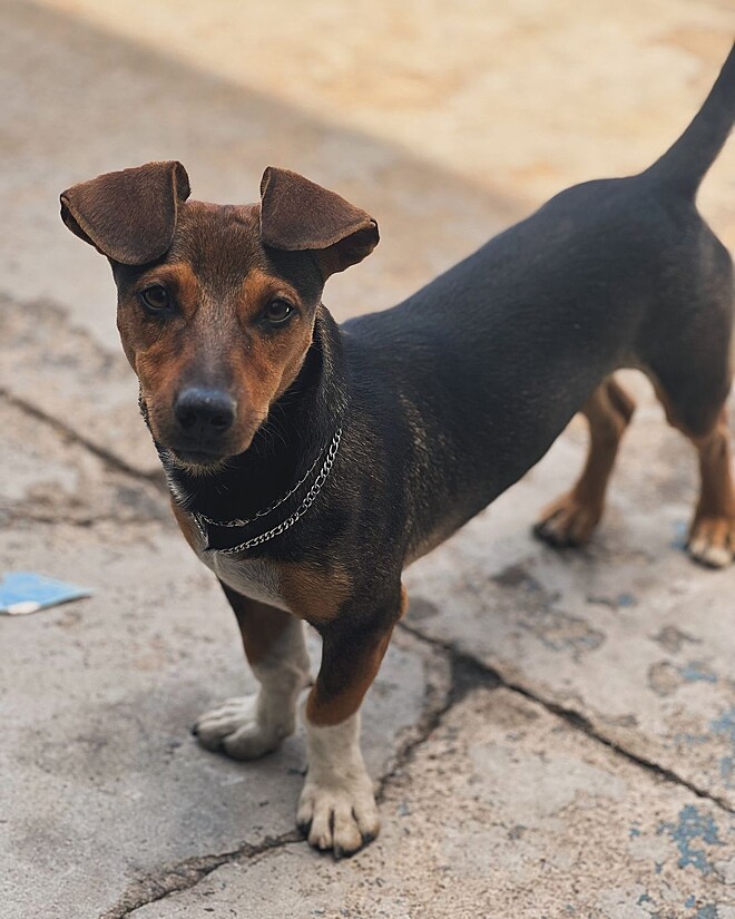 Conheça Tozin, um cachorro que adora disputar 'rachas' com motos e ...
