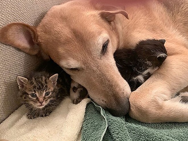 Conheça Raylan, o cão caramelo que já cuidou de mais de 150 gatinhos e ...