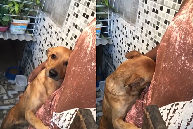 Conheça Pingo, o cão vira-lata caramelo que agarra tutor para não deixá ...