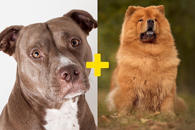 Internauta apresenta seu filhote da raça pitchow, mistura de pitbull ...