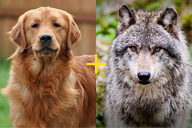 Golden retriever e lobo tem filhotes e aparência nada comum de pet dá o ...