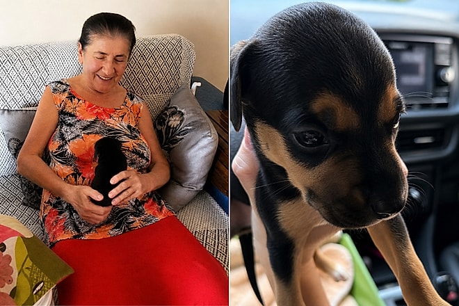 Avó sonhava com “pinscher zero”, família paga R$ 750 e descobre que a ...