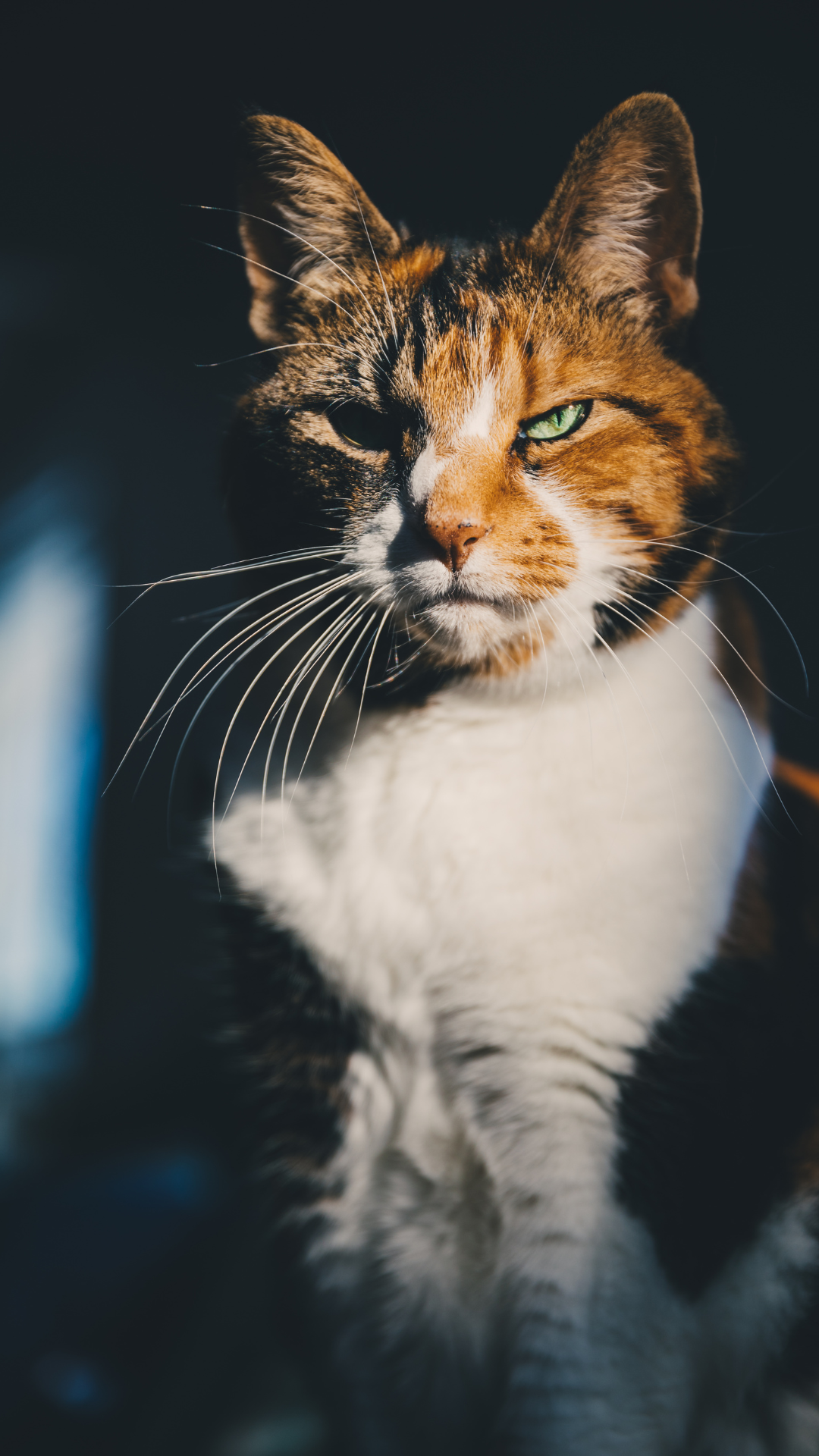 6 coisas que você não sabia sobre gatos tricolores