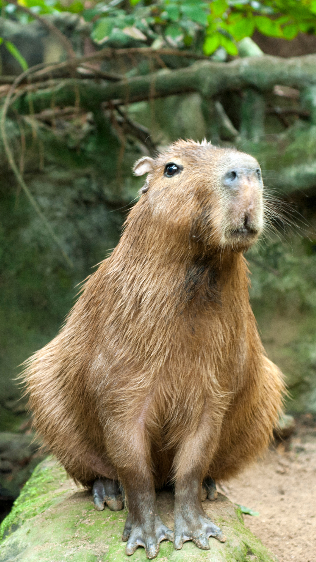 8 curiosidades incríveis sobre a capivara